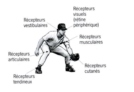 La proprioception – SensoriDys
