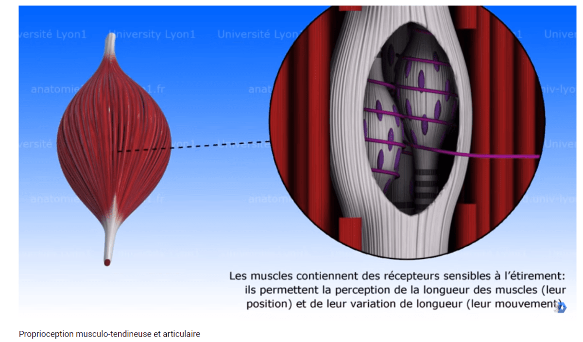 Proprioception et mouvement : l’innervation sensitive de l’appareil ...