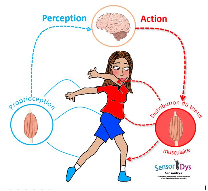 La proprioception (pour les nuls !) – SensoriDys