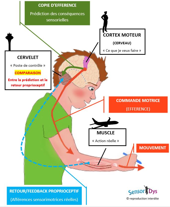 Proprioception et automatisation des mouvements – SensoriDys