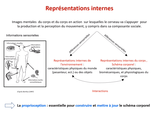 Acquisitions, apprentissages et compensations : rôles du sensorimoteur ...
