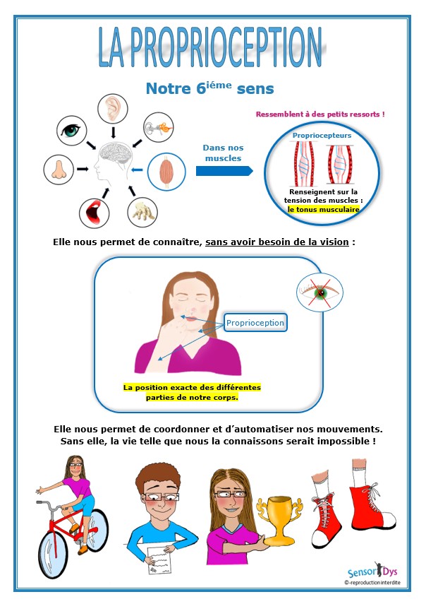 Proprioception et Dysproprioception / Infographie – SensoriDys
