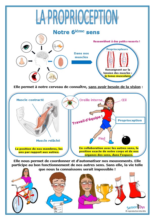 Proprioception et Dysproprioception / Infographie – SensoriDys
