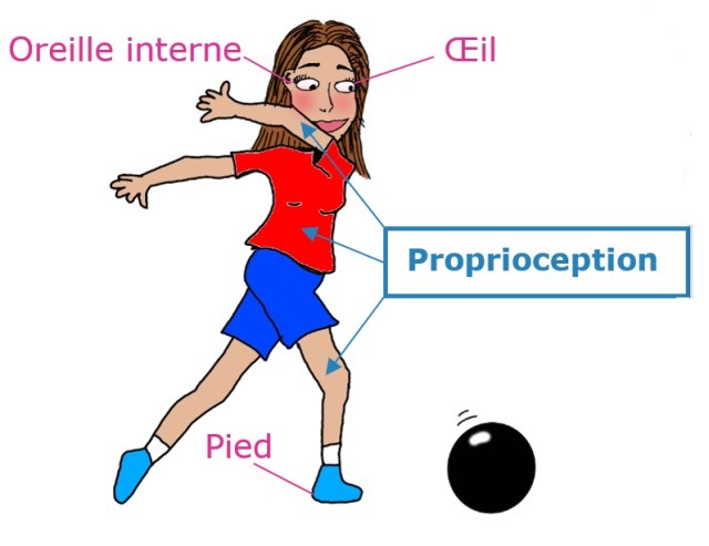 Proprioception – SensoriDys